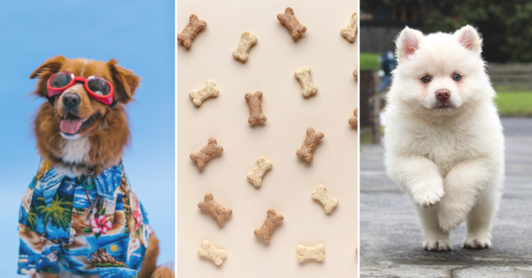 70 Fascinating Dog Trivia Questions And Answers - Land of Trivia