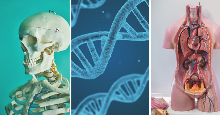 80 Medical Trivia Questions To Test Your Medical Knowledge - Land of Trivia