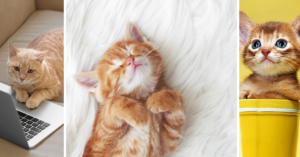 The Ultimate Cat Trivia Quiz: 85 Questions For Feline Fanatics - Land ...